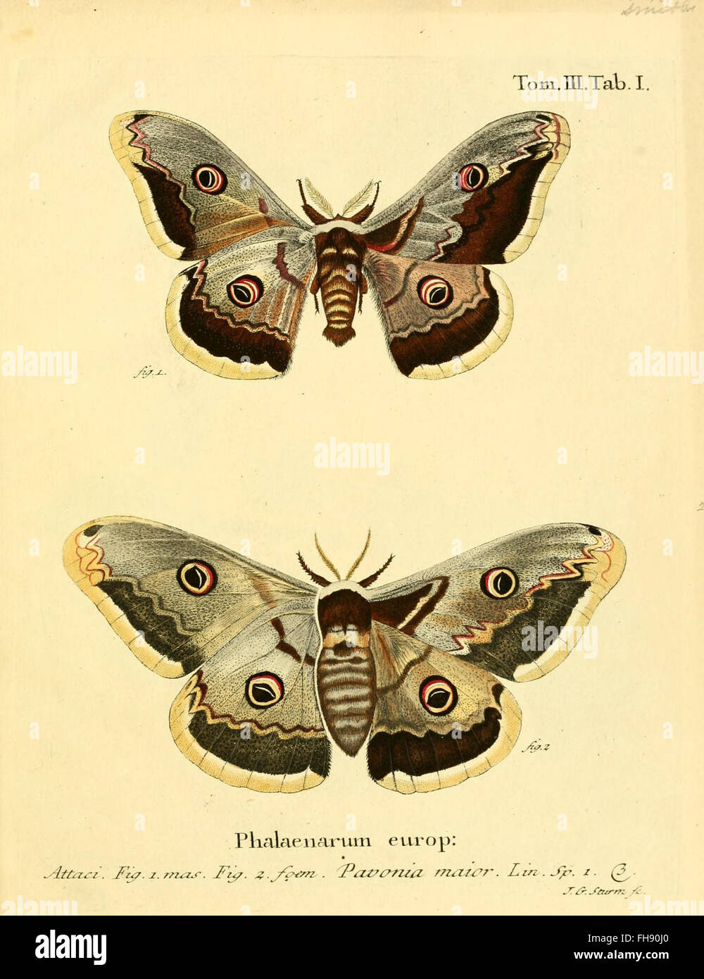 A detailed pictorial work illustrating European butterflies, showcasing ...