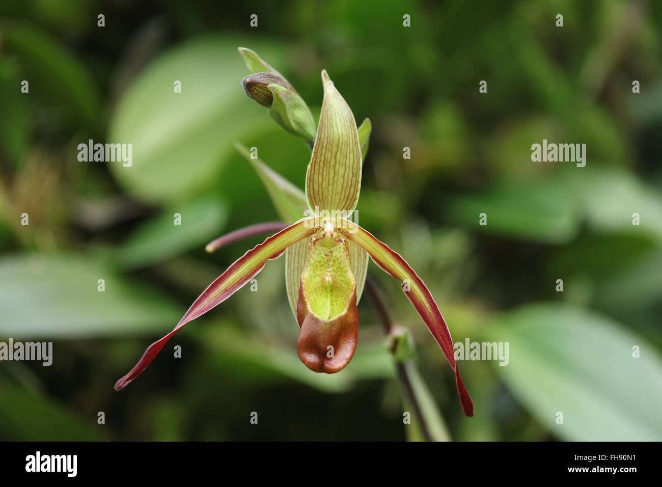 Paphiopedilum rothschildianum Orchid: critically endangered Stock Photo ...