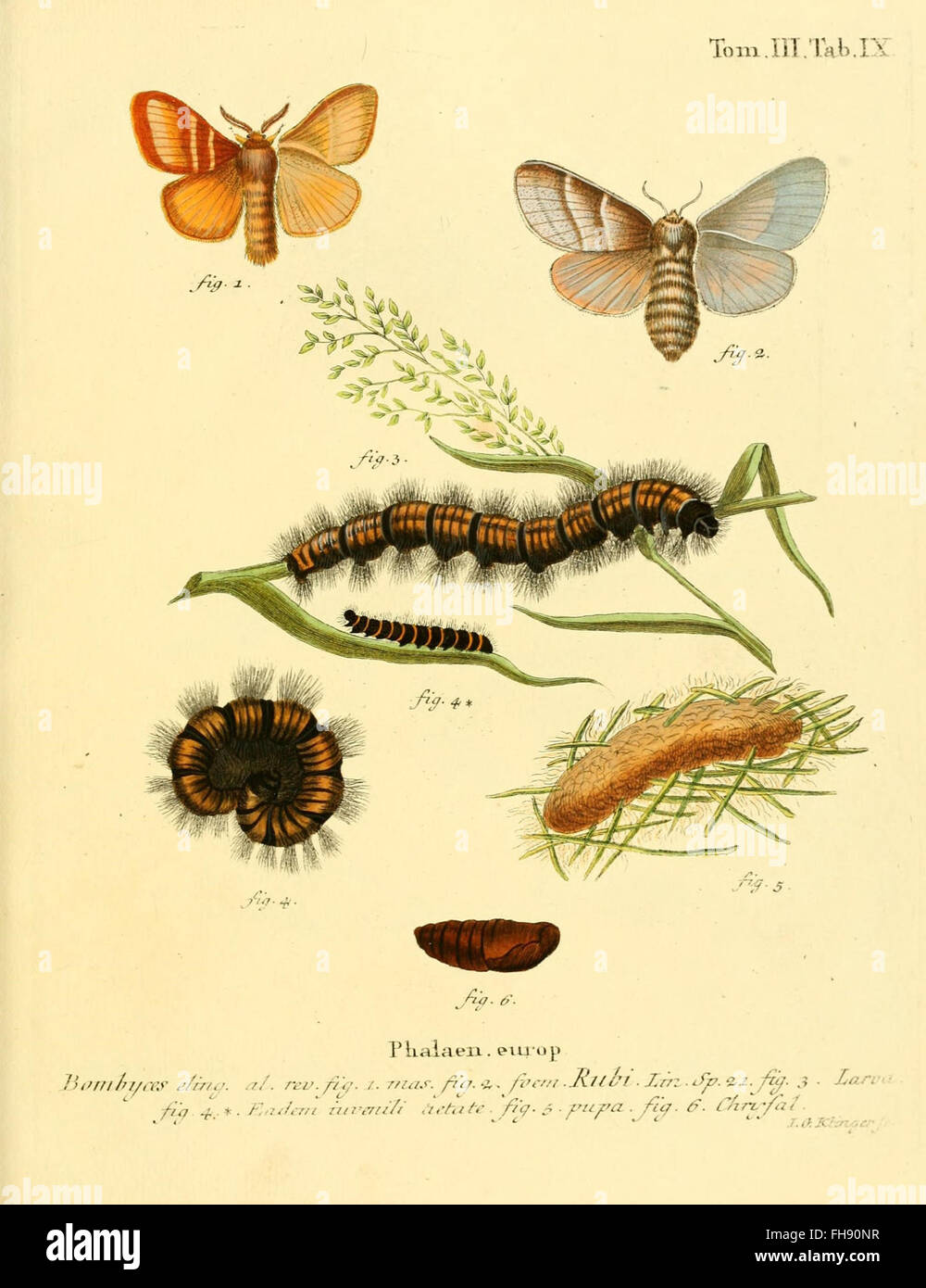 A botanical and entomological work showcasing butterflies in ...