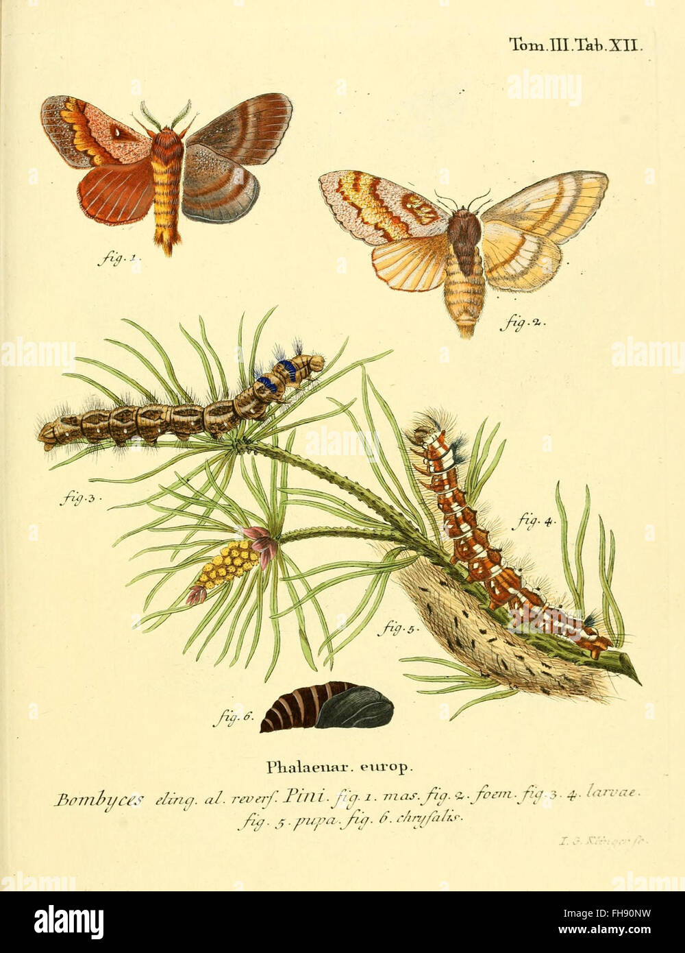 A detailed work on European butterflies, featuring illustrations based ...