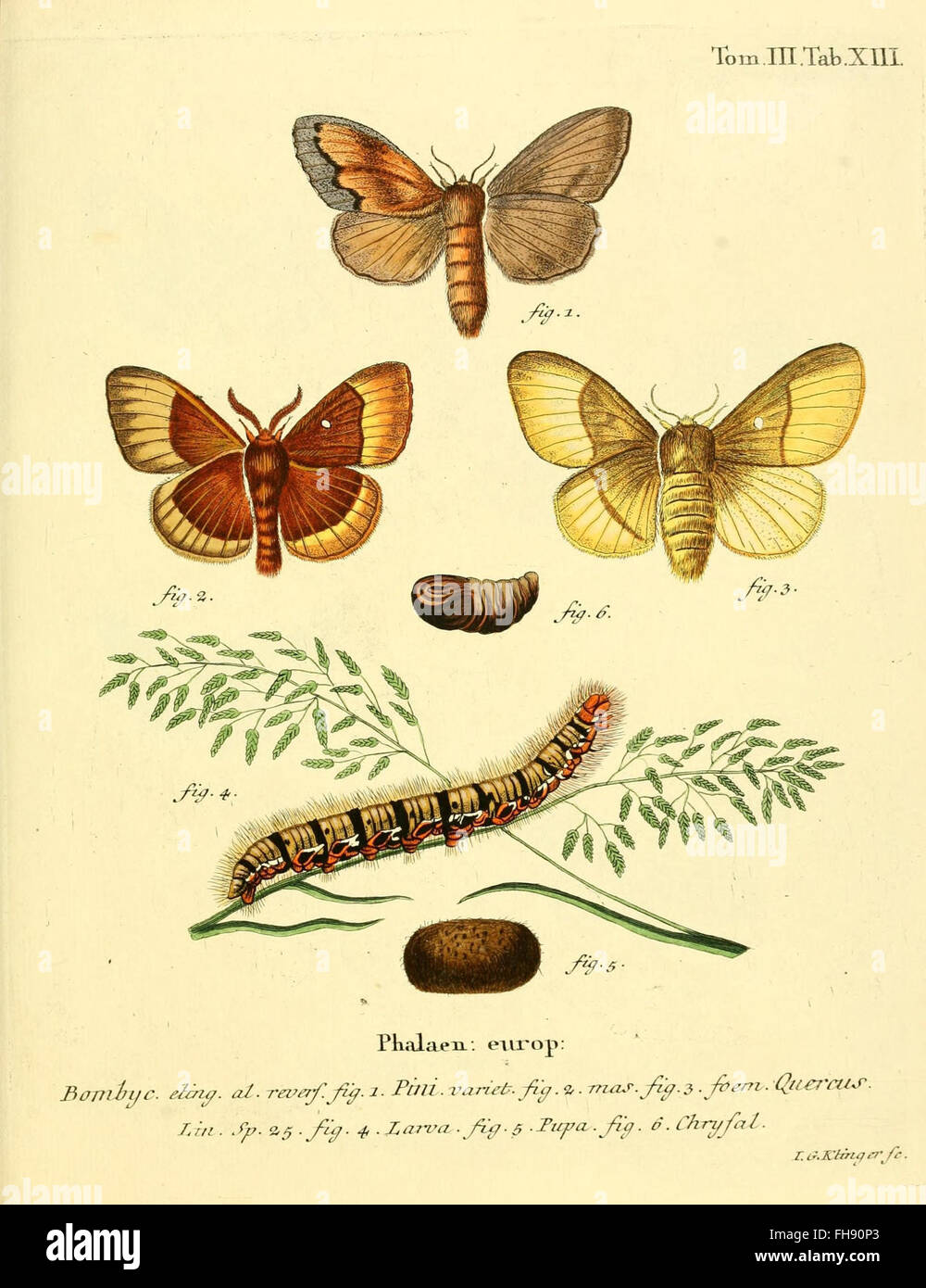 A detailed work illustrating the butterflies of Europe, focusing on the ...