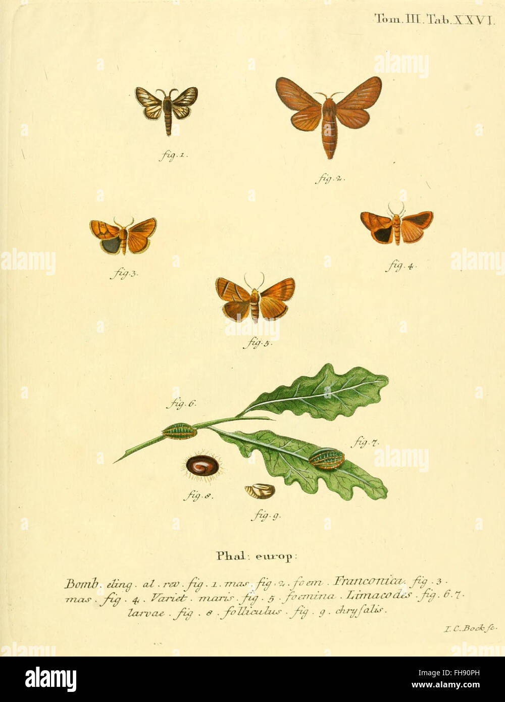 A detailed collection of butterfly illustrations based on natural ...