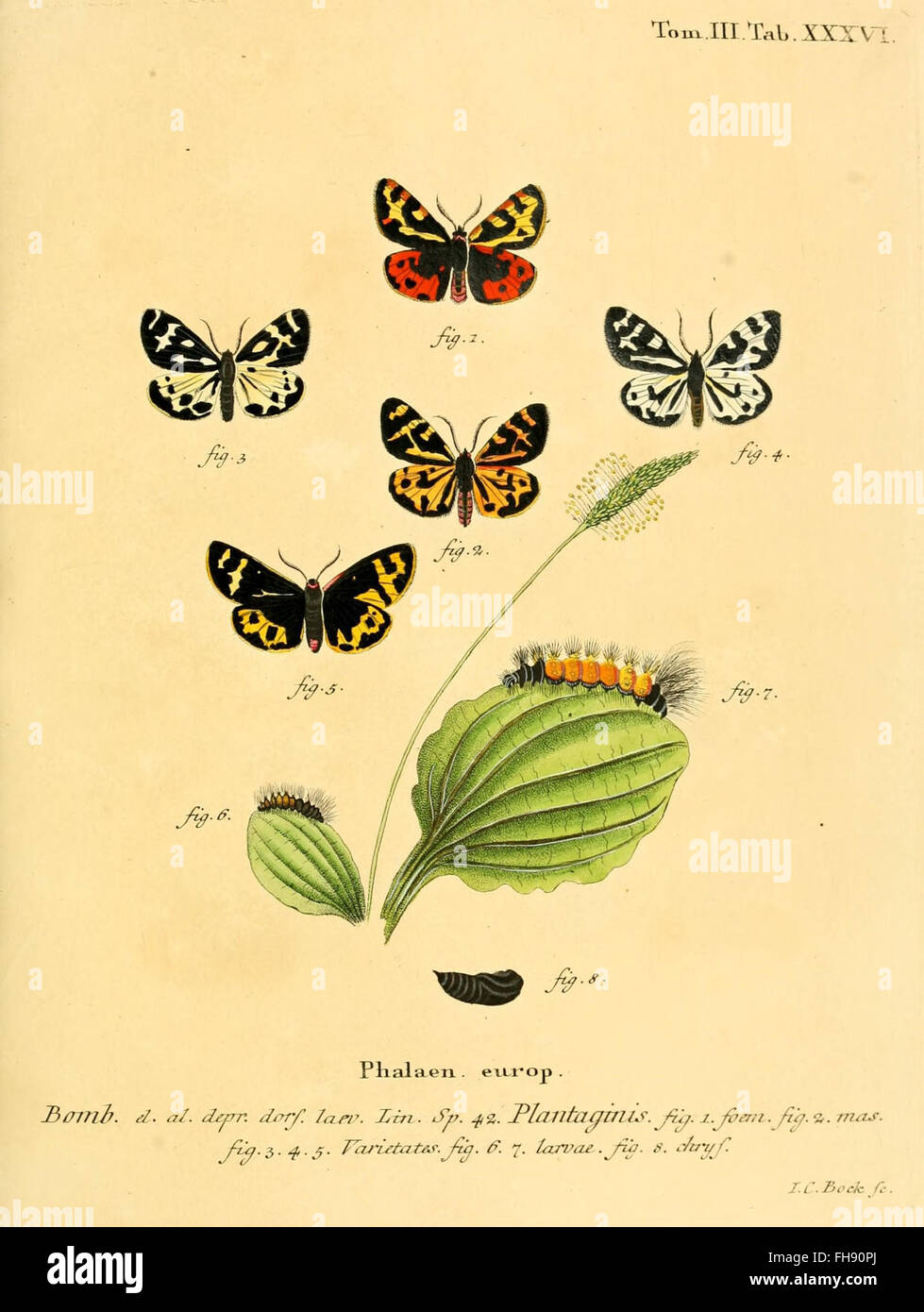 An illustrated work focusing on butterflies, showcasing accurate ...