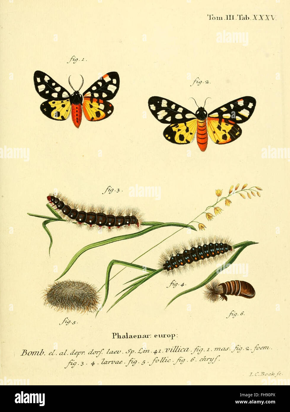 A visual work depicting butterflies in their natural form, highlighting ...