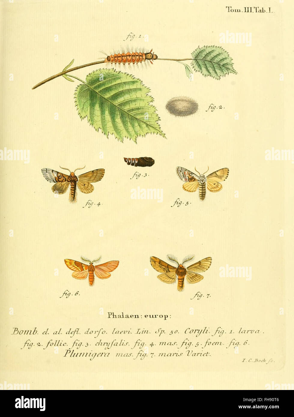 A detailed work of butterfly illustrations from Europe, accurately ...