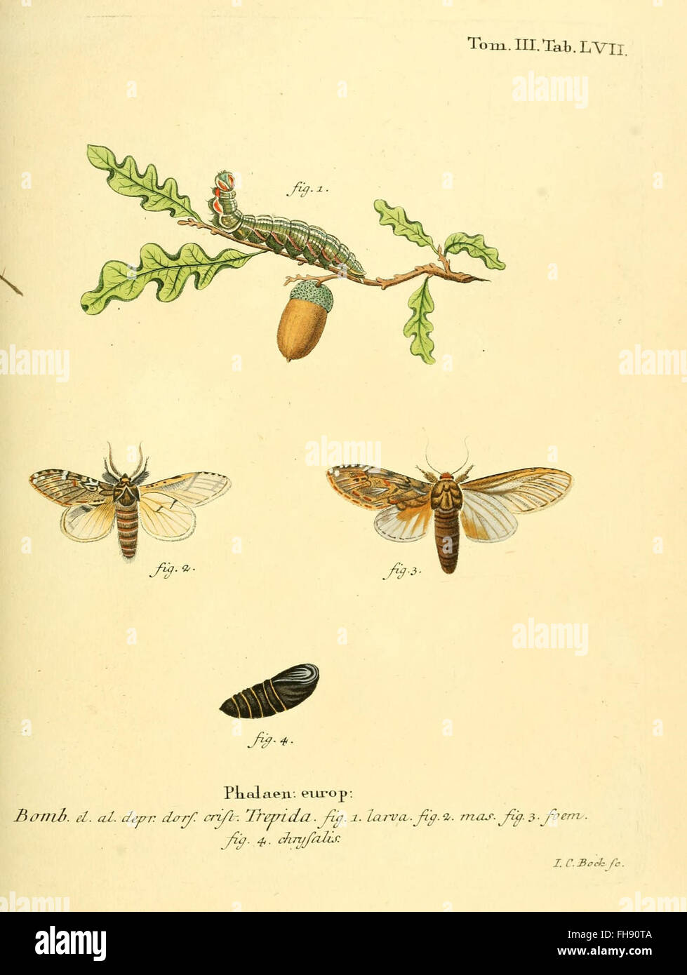 A detailed work showcasing butterflies Stock Photo - Alamy