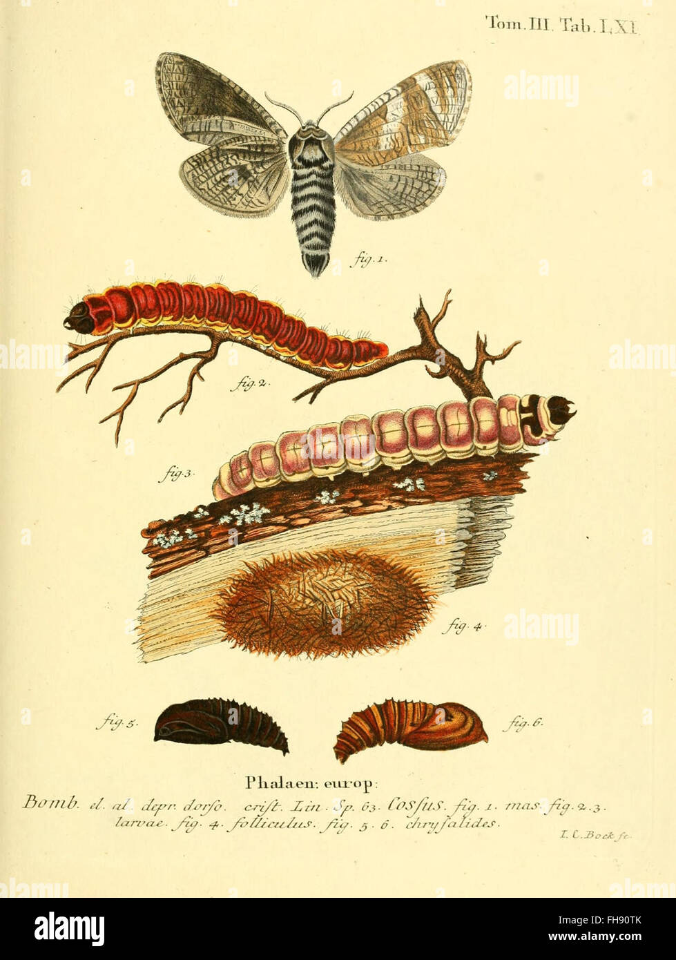 A detailed collection of butterfly illustrations, focusing on European ...