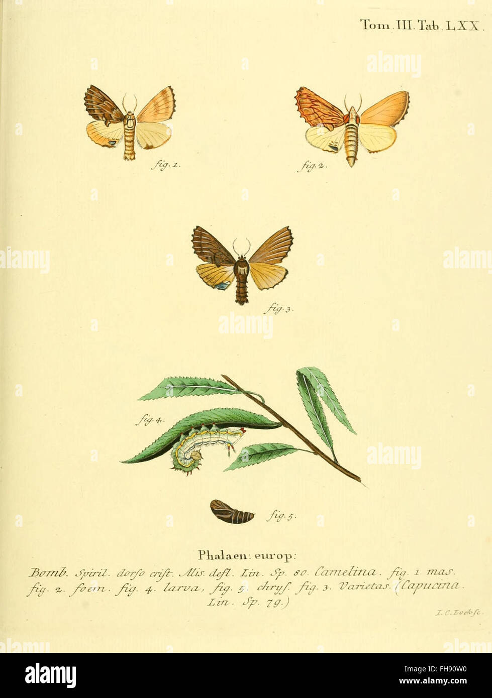 A work featuring illustrations of butterflies native to Europe ...