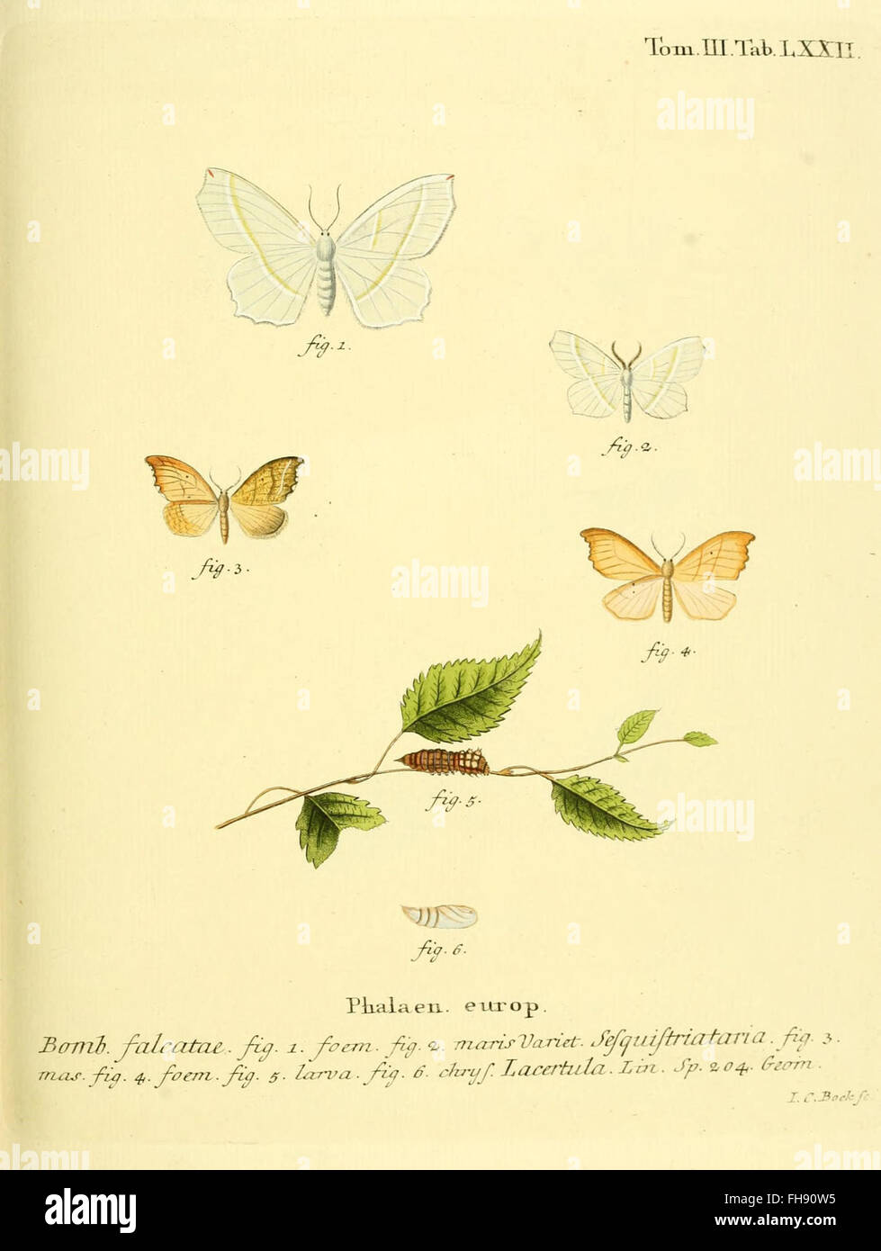 Illustrations of butterflies from Europe, based on direct observation ...