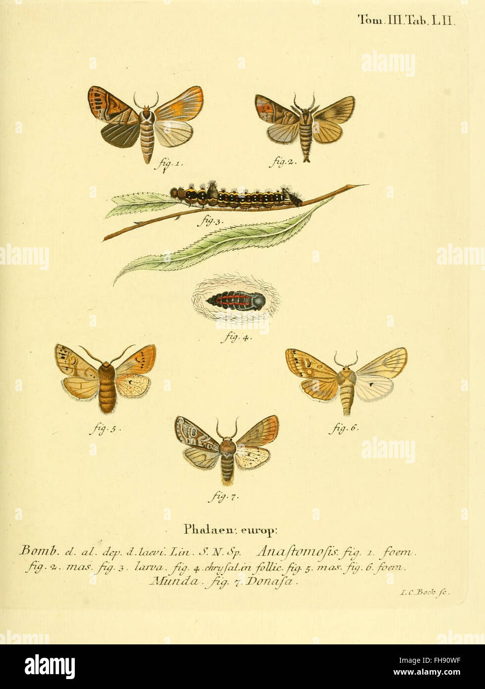 A pictorial work on butterflies, showcasing the species of Europe, held ...