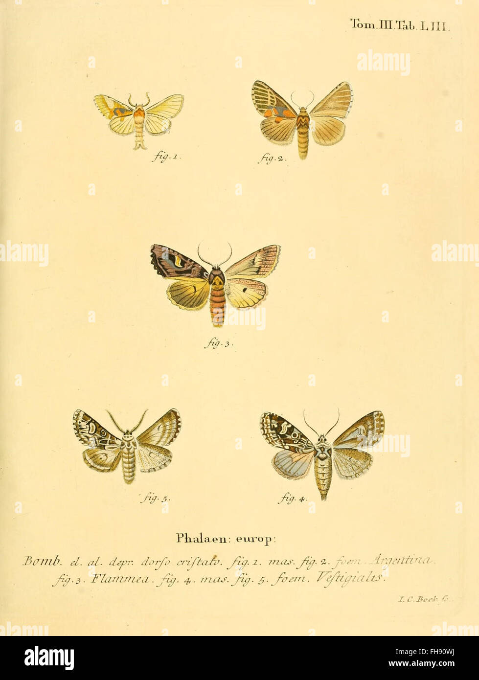 A collection of butterfly illustrations based on real-life observations ...