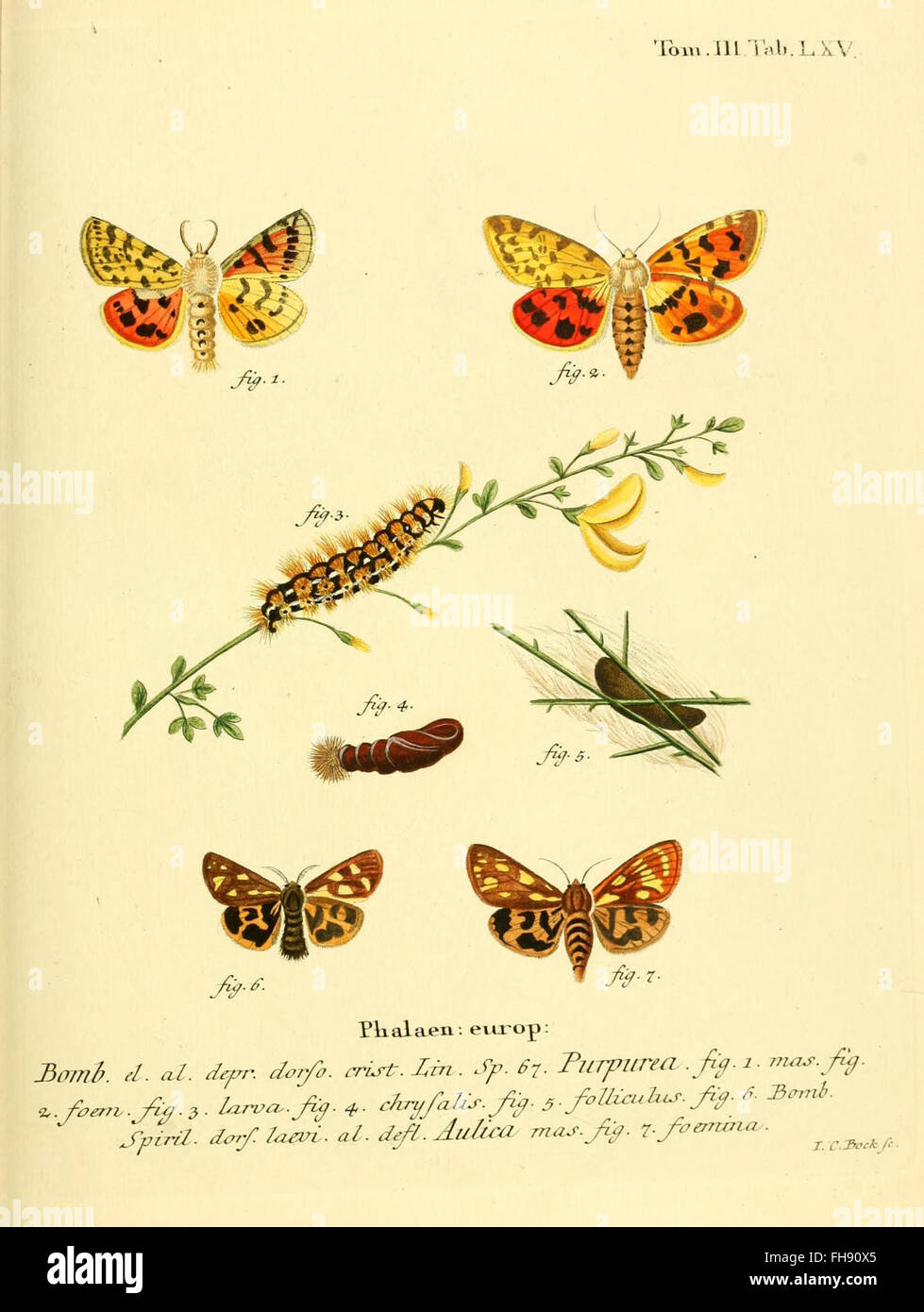 An illustrated work documenting butterfly species in Europe, focusing ...