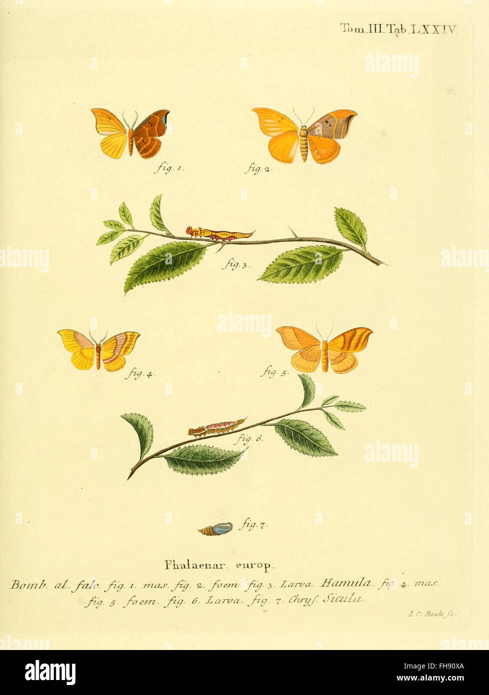 A pictorial work illustrating European butterflies based on nature ...