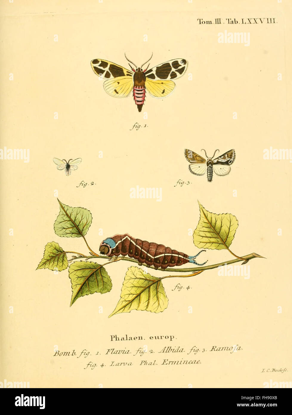 A pictorial guide to European butterflies, illustrating various species ...