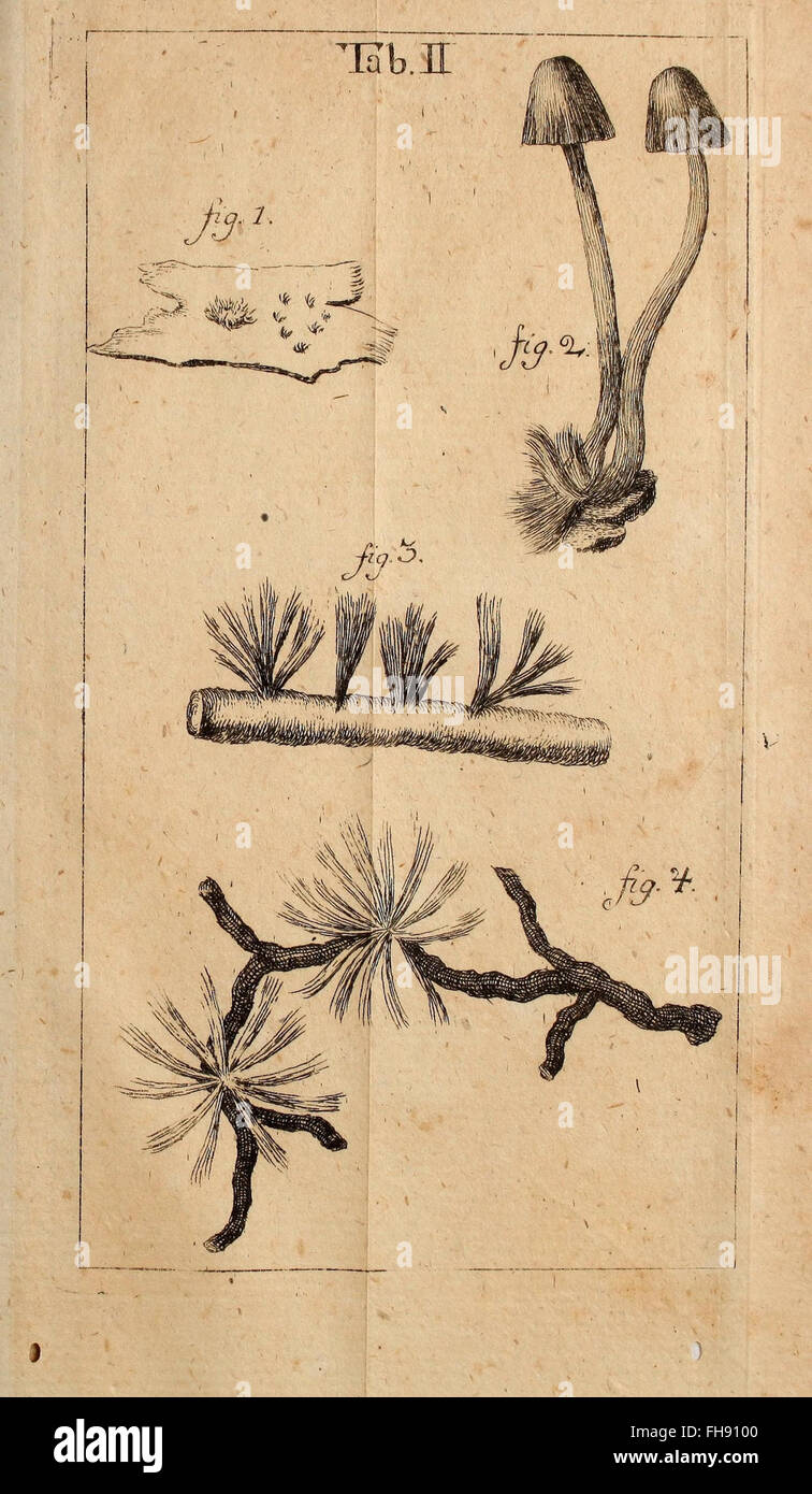 Early works to 1800 Fungi Harvard University Botany Libraries Mycology ...