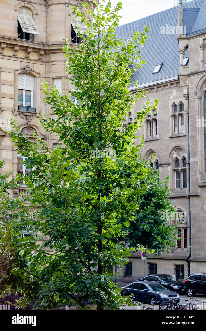 Green tree alone hi-res stock photography and images - Alamy