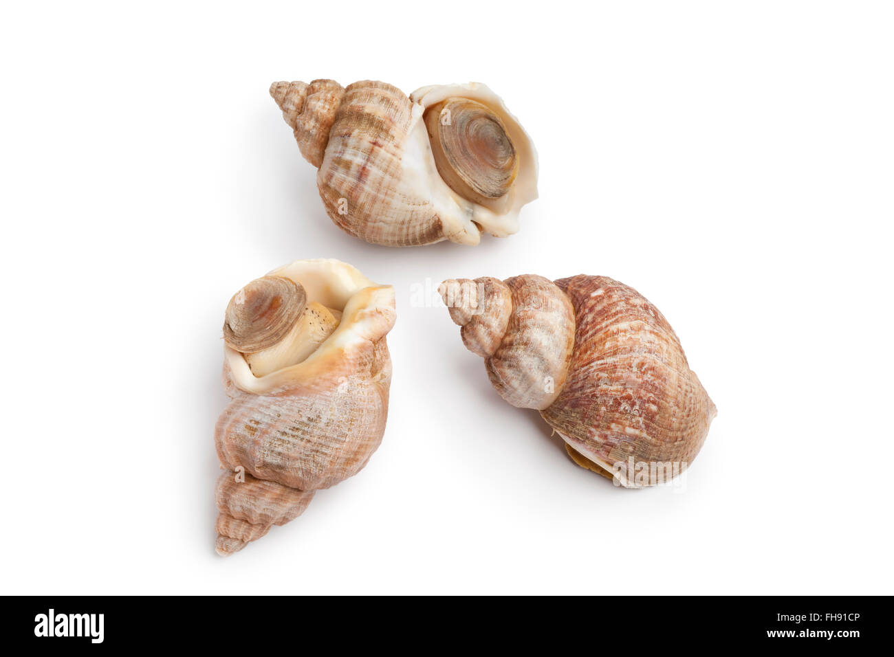Whole fresh common whelk on white background Stock Photo - Alamy