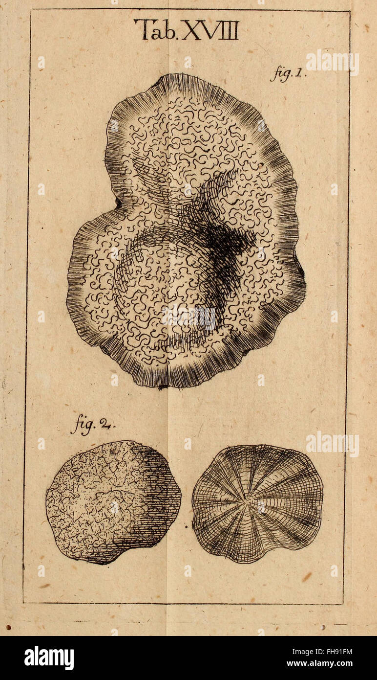 An early scientific work from the 1800s focused on the study of fungi ...