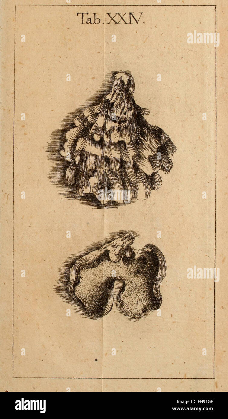 A collection of early works on mycology and natural history, focusing ...