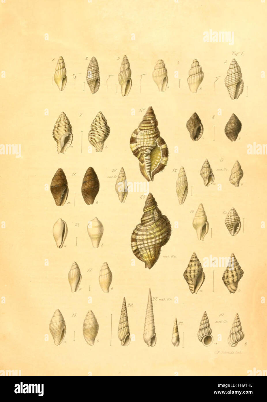 Catalogs and collections Mollusks Oceania SIL Shells Smithsonian ...