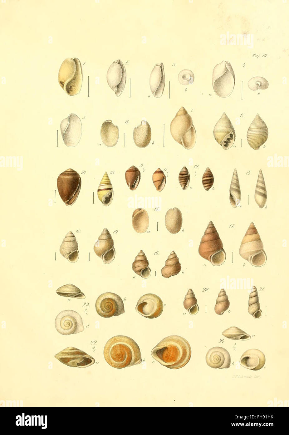 Scientific documentation of marine life hi-res stock photography and ...