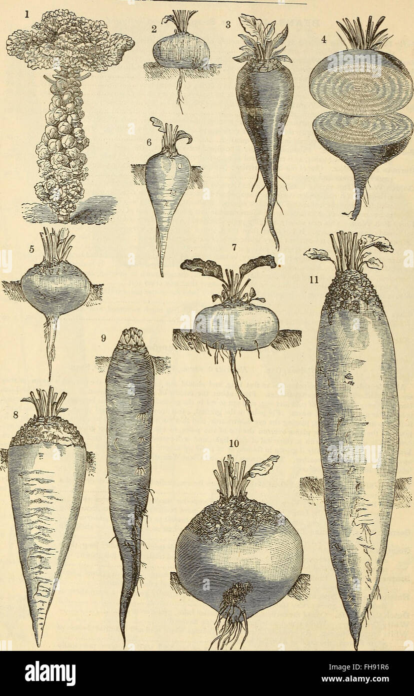 A 1884 gardening calendar from Dreer’s Garden, providing monthly ...