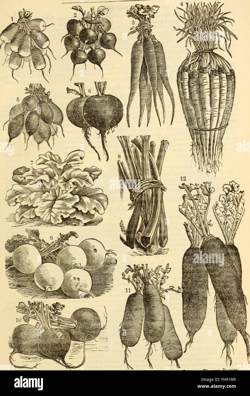 A 1884 gardening calendar offering practical advice on planting ...
