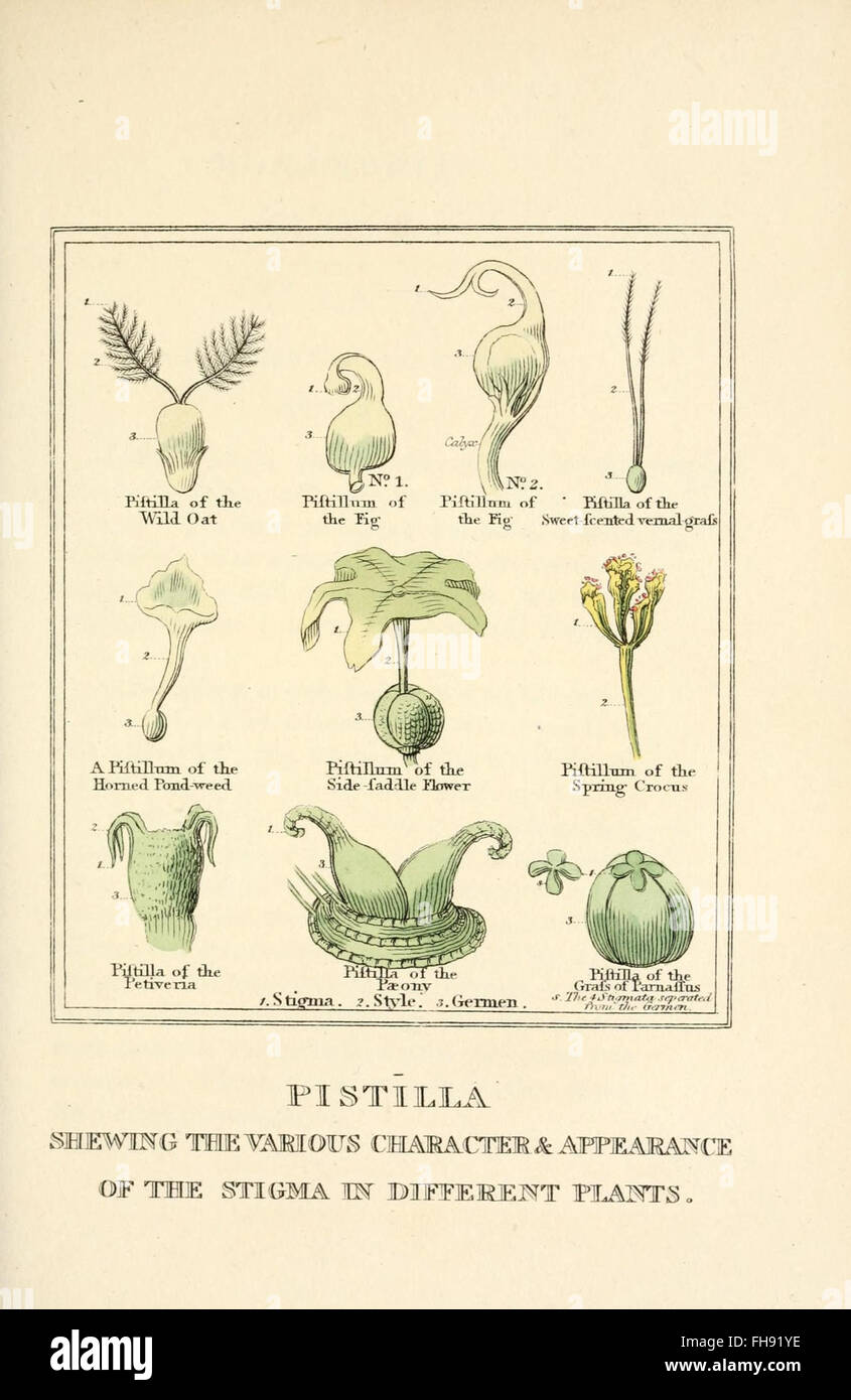 A comprehensive guide on the classification of plants, emphasizing ...