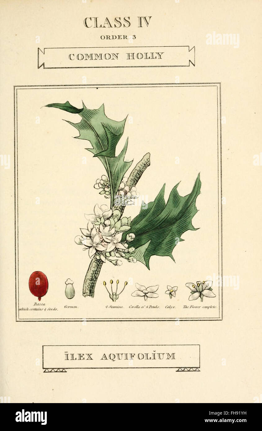 Comprehensive study of plant anatomy hi-res stock photography and ...