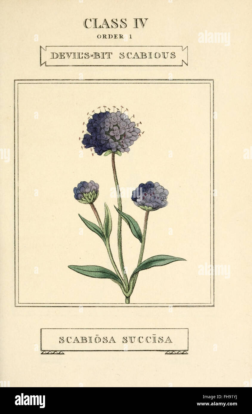 Elements of botany, focusing on plant classification and scientific ...