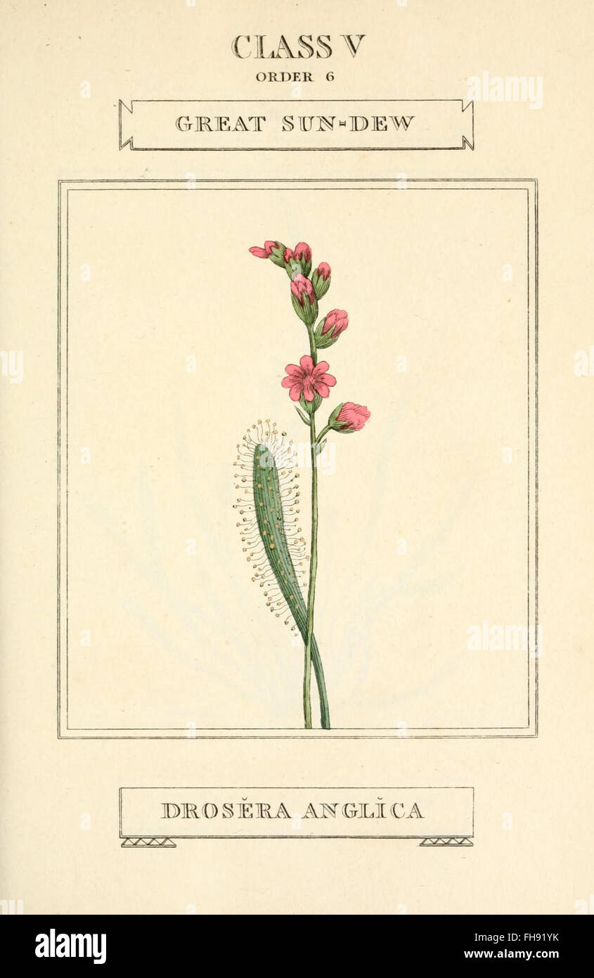 Elements of the Science of Botany, Classification Mertz Library, The ...