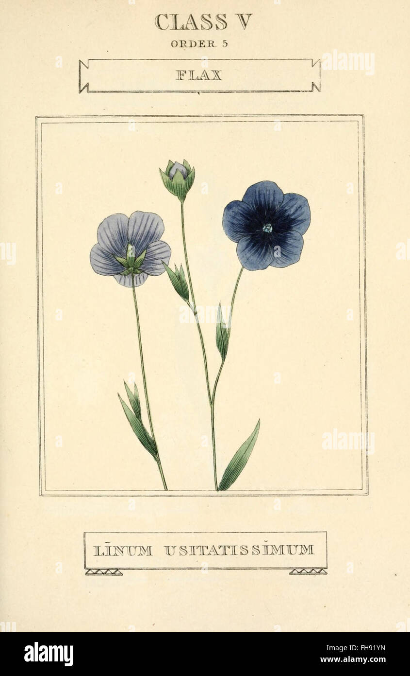 Elements of the Science of Botany, a study on plant classification and ...