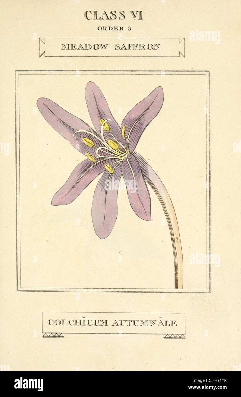 A botanical work detailing the classification of plants, with ...