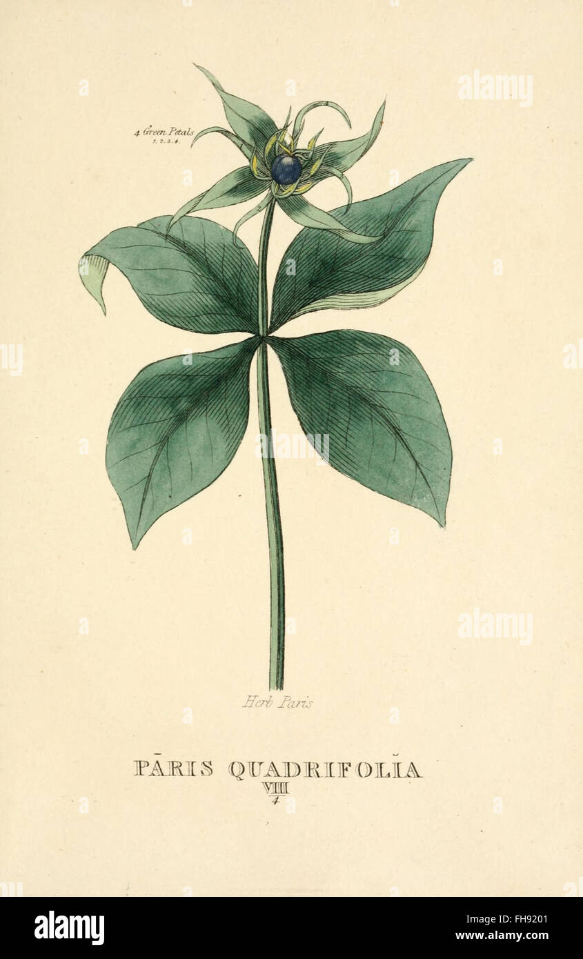 Botany classification pictorial hi-res stock photography and images - Alamy