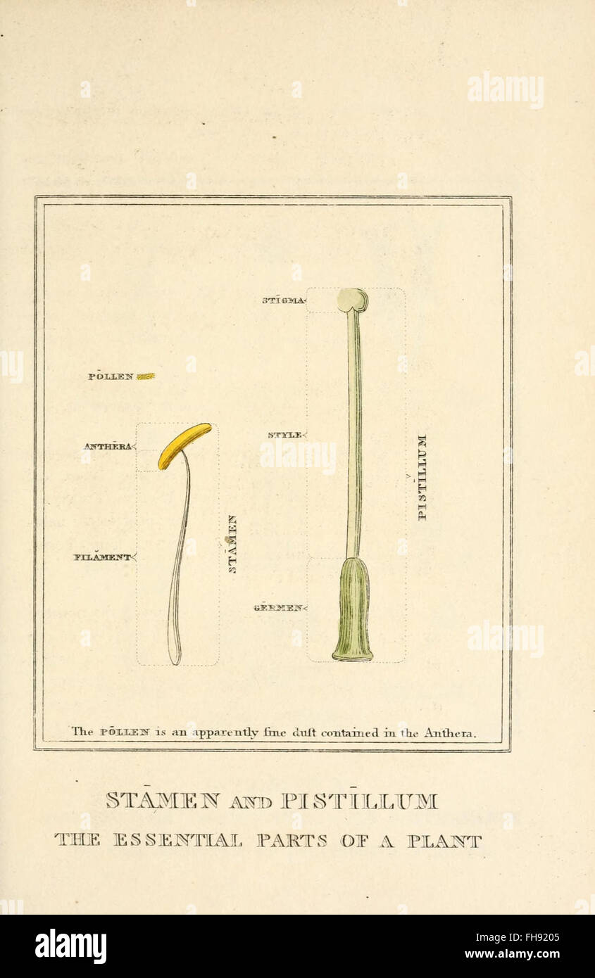 A guide to the science of botany, focusing on plant classification and ...