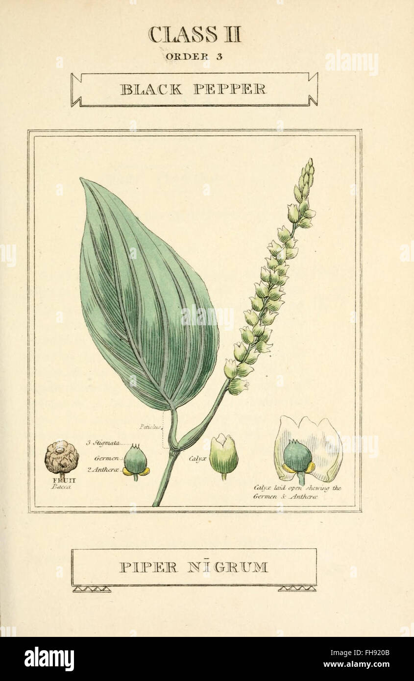 Basic principles of botany science Stock Photo - Alamy