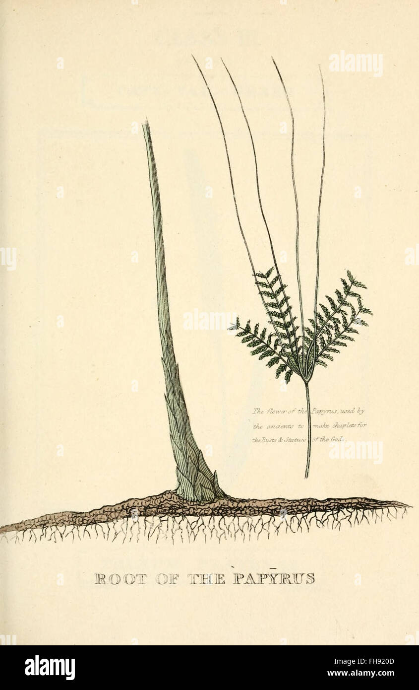 Elements of the Science of Botany, focusing on plant classification and ...