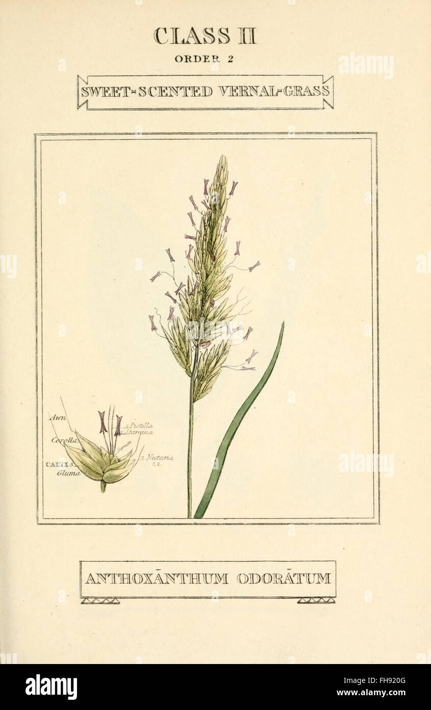 An educational work on the science of botany, focusing on plant ...