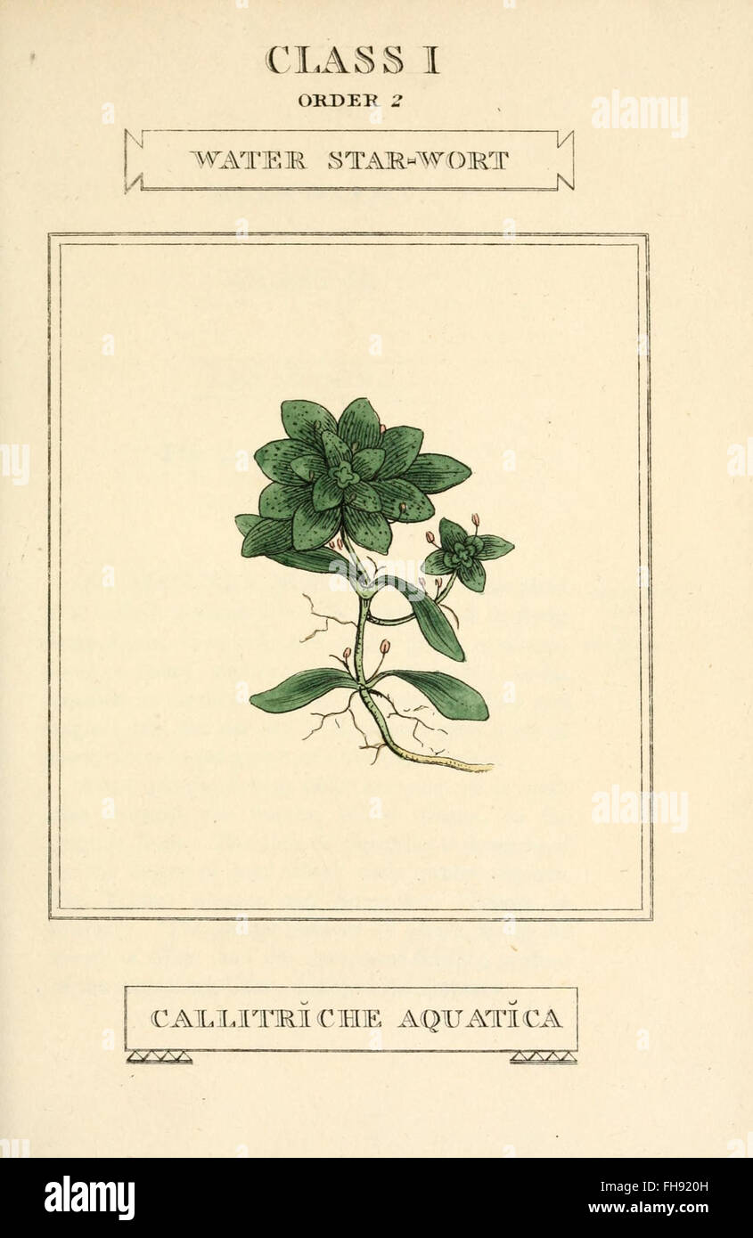 A Key Text Offering Foundational Principles Of Botany Focusing On Plant Classification