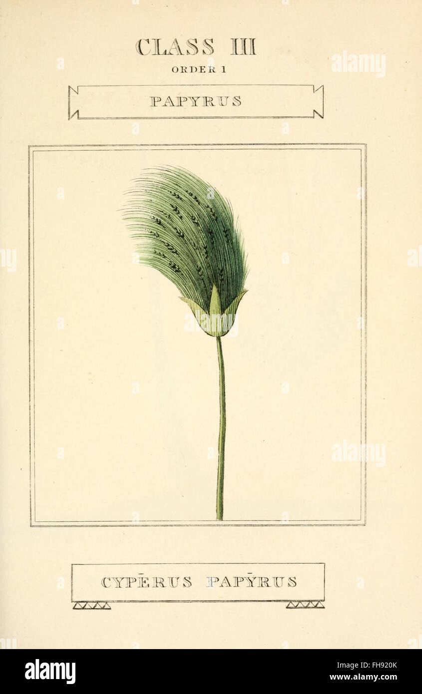 A Work Detailing The Basic Elements Of Botany With A Focus On Plant Classification Housed In