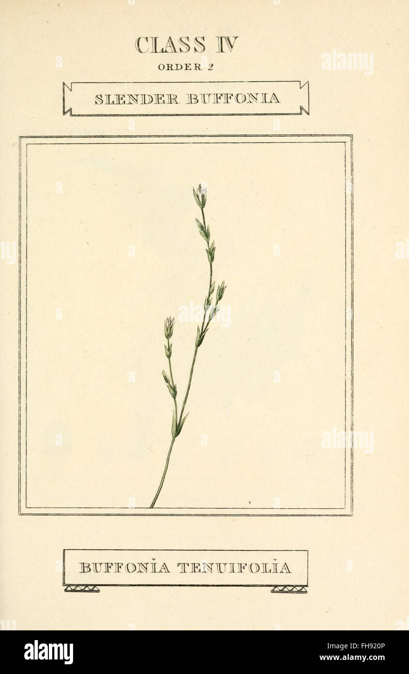 Understanding botanical history hi-res stock photography and images - Alamy