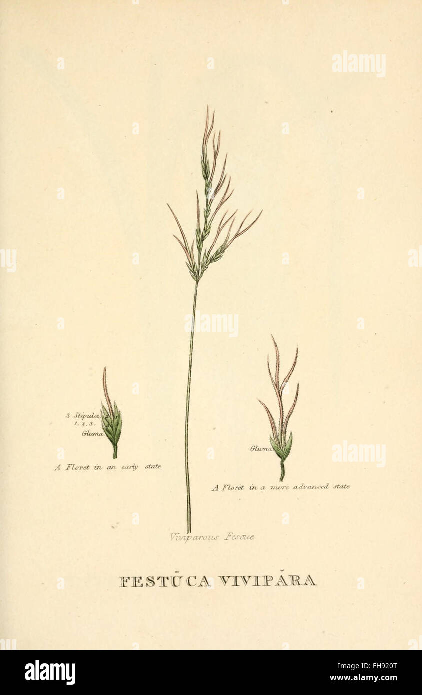 A detailed study of botany, focusing on plant classification, housed in ...