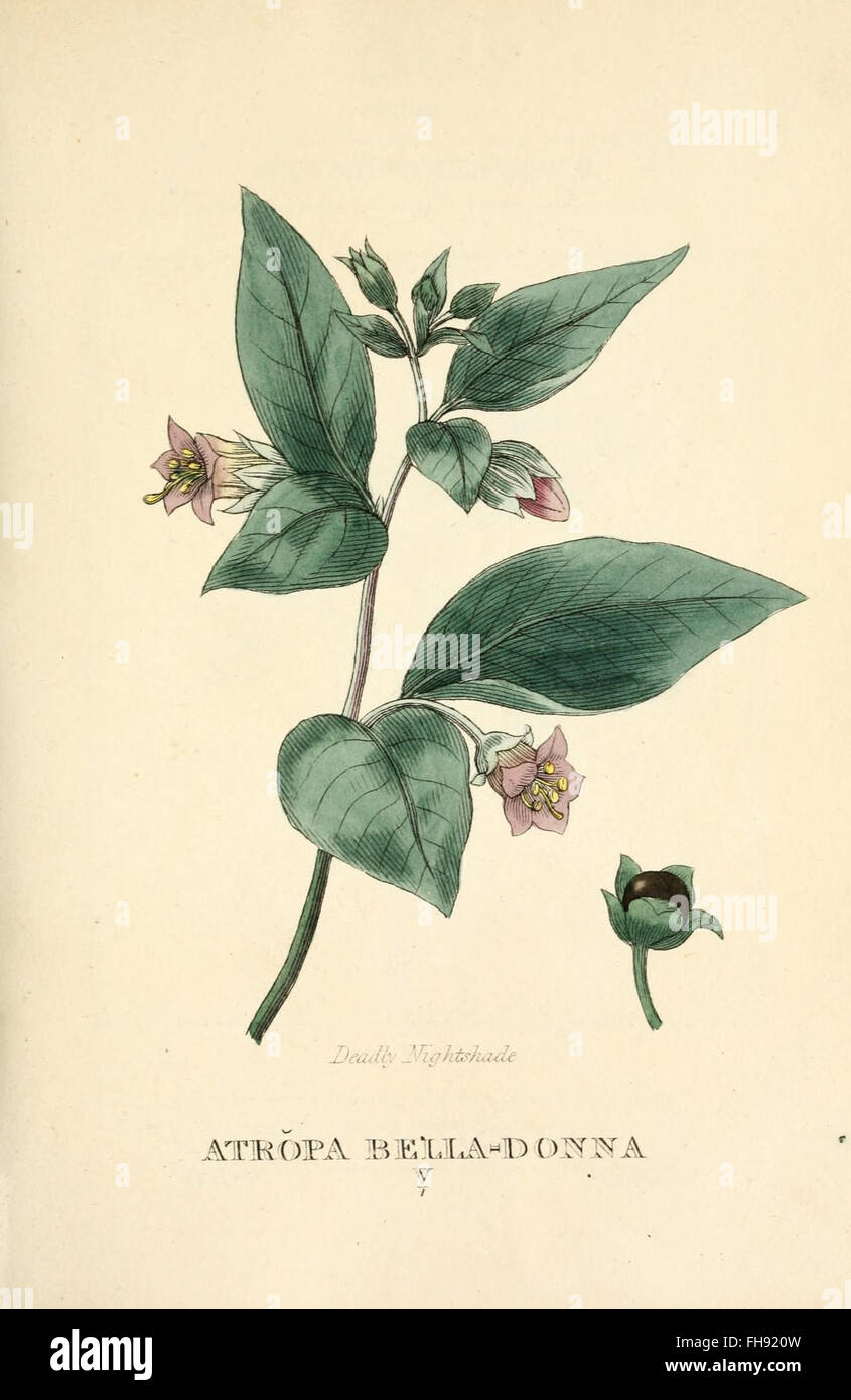 A Foundational Work On The Science Of Botany Focusing On Plant Classification And The