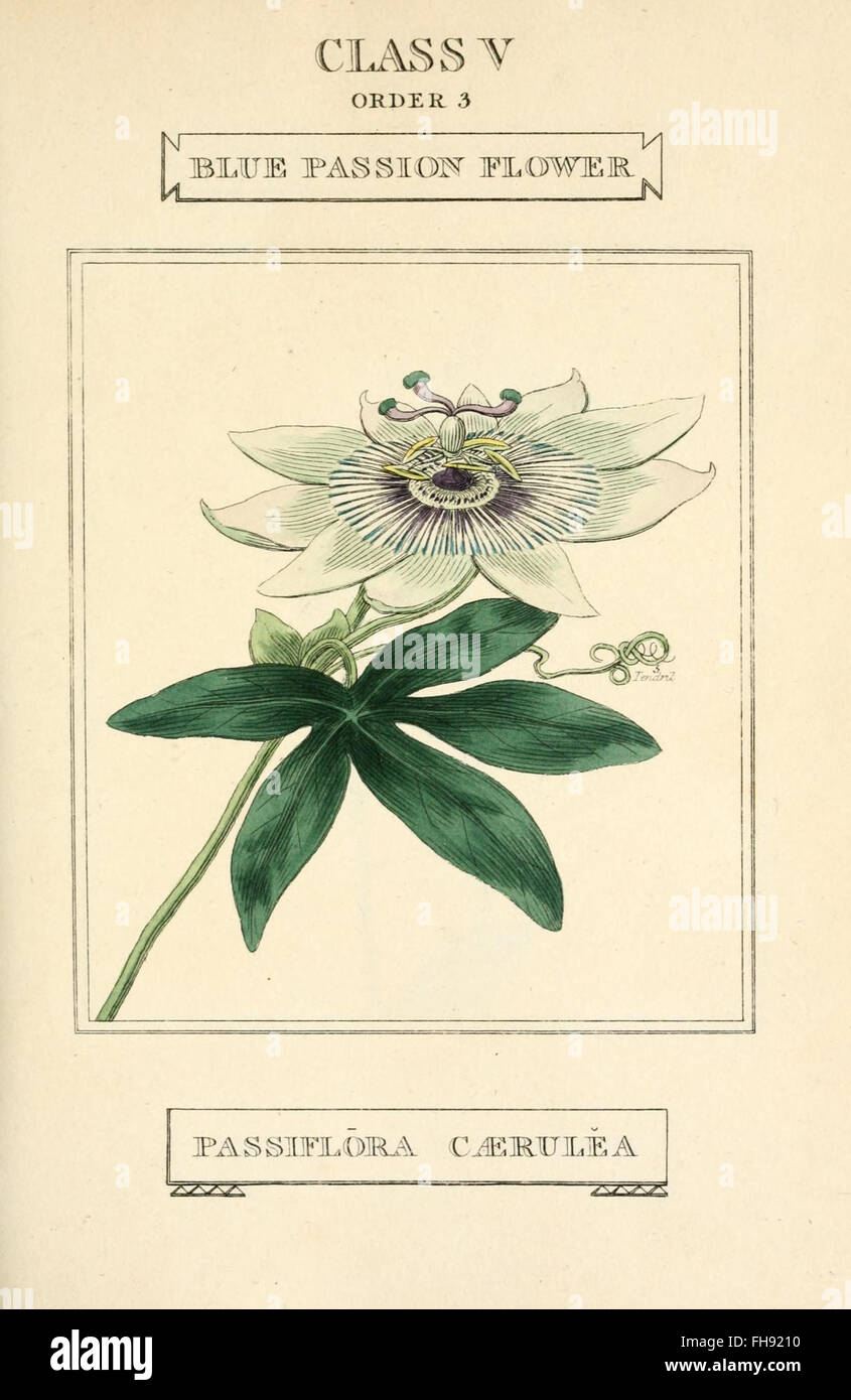 A botanical work detailing the classification of plant species, part of ...