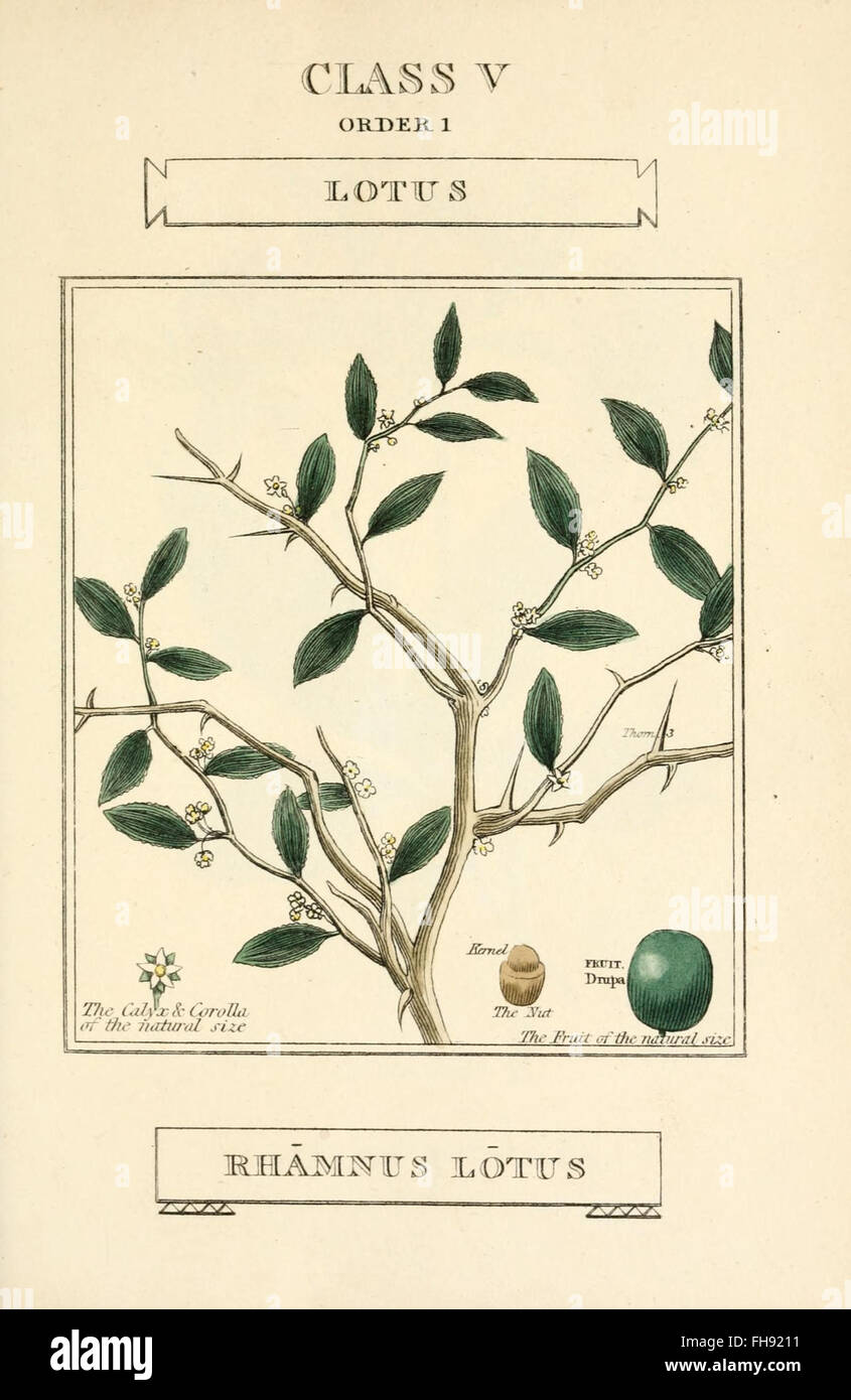 A Foundational Text On Botany Explaining The Basic Principles Of Plant Science And