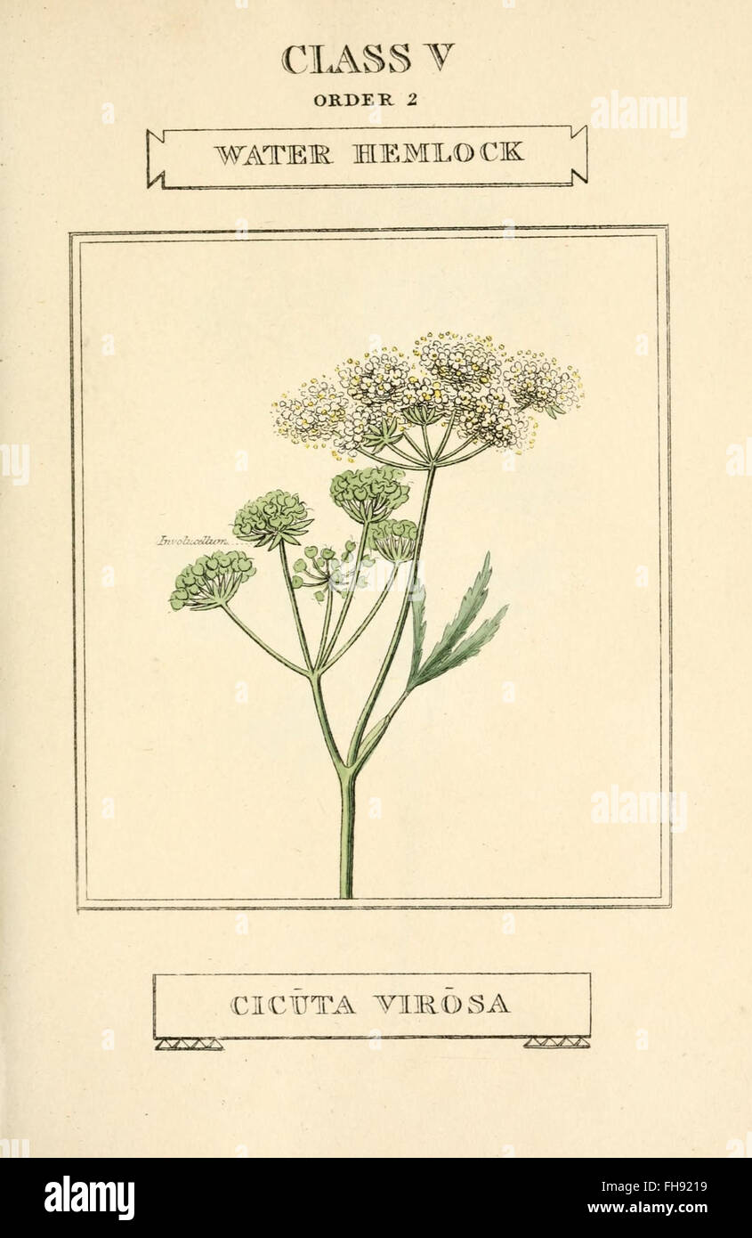 Elements of the science of botany, Classification, Mertz Library, The ...