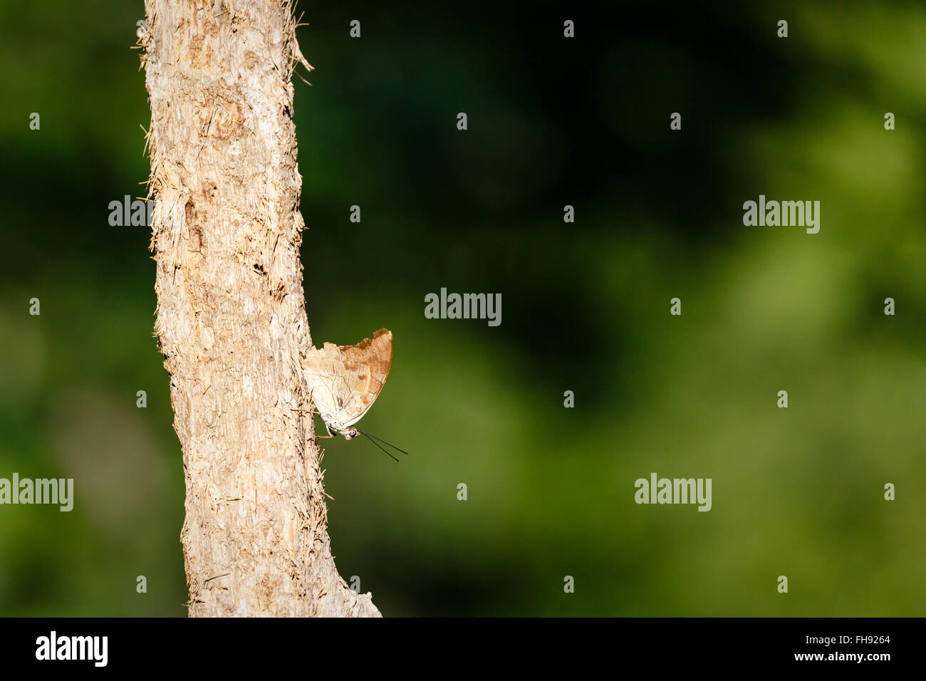 Moth tree hi-res stock photography and images - Alamy