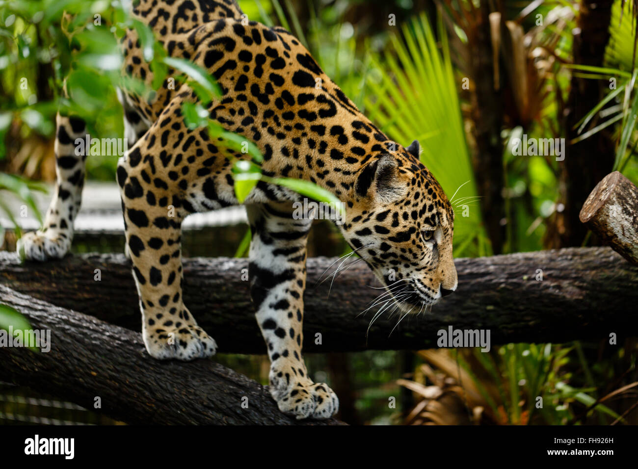 Close up of jaguar, Panthera onca, climbing over a log Stock Photo - Alamy