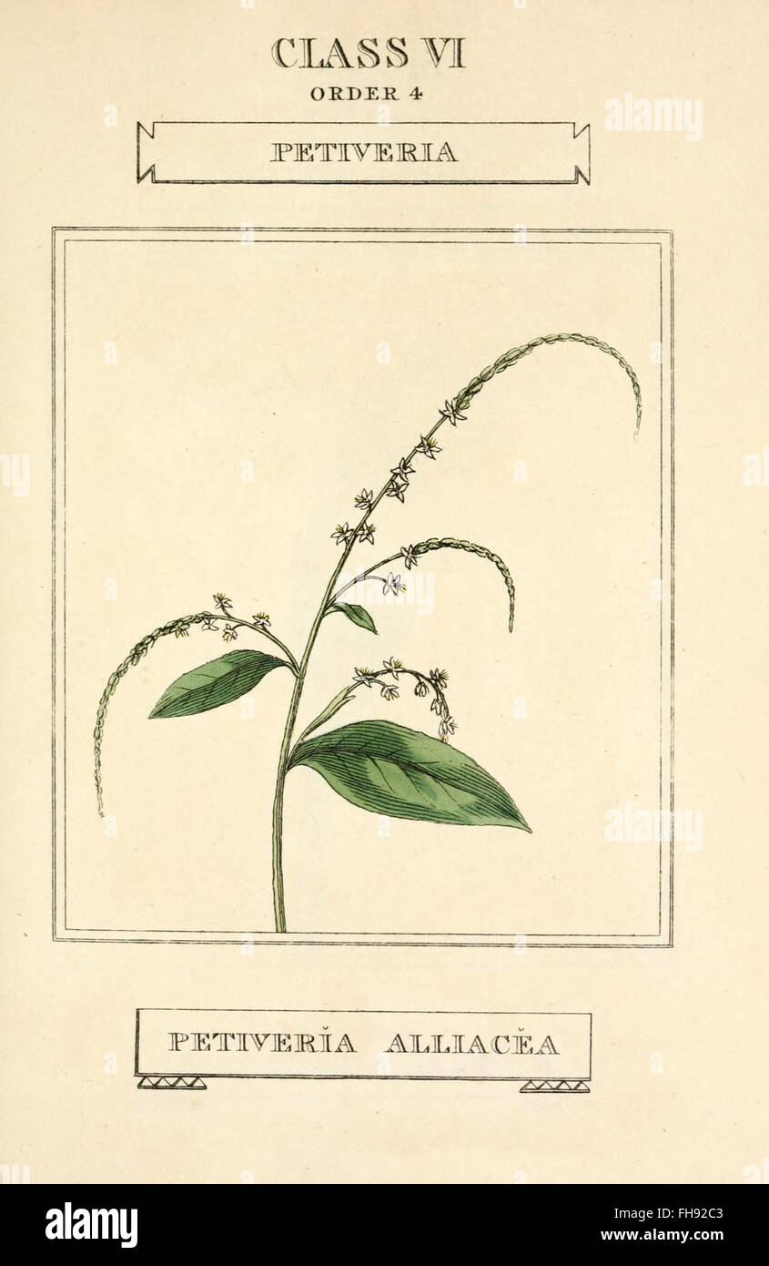 Elements of the Science of Botany: Plant Classification and Botanical ...