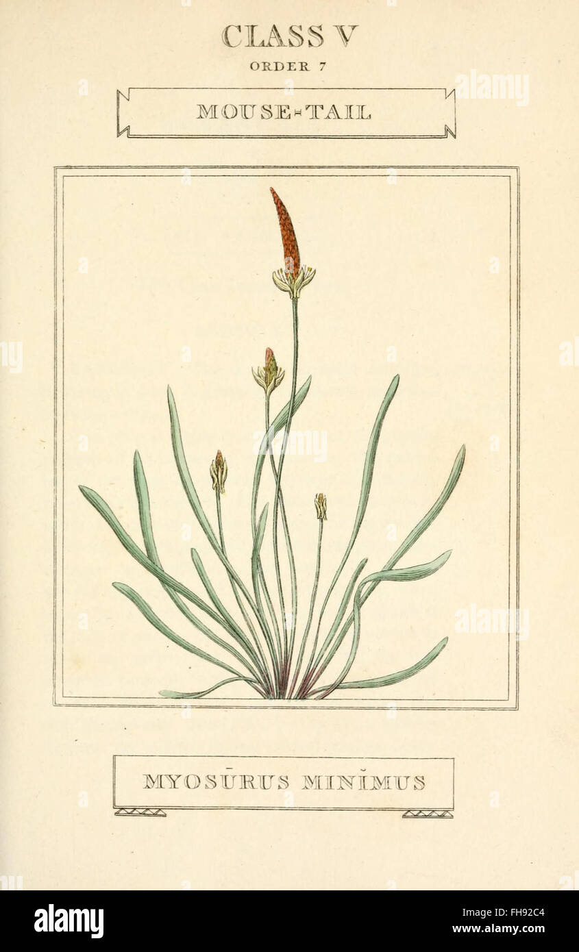 Elements of the Science of Botany, Classification Mertz Library, The ...
